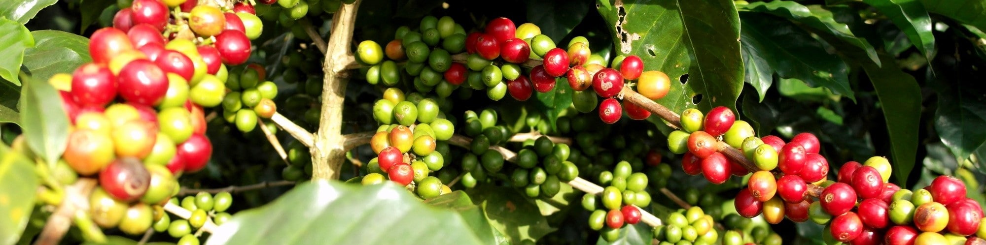 Where Does Coffee Grow - Coffee Geography