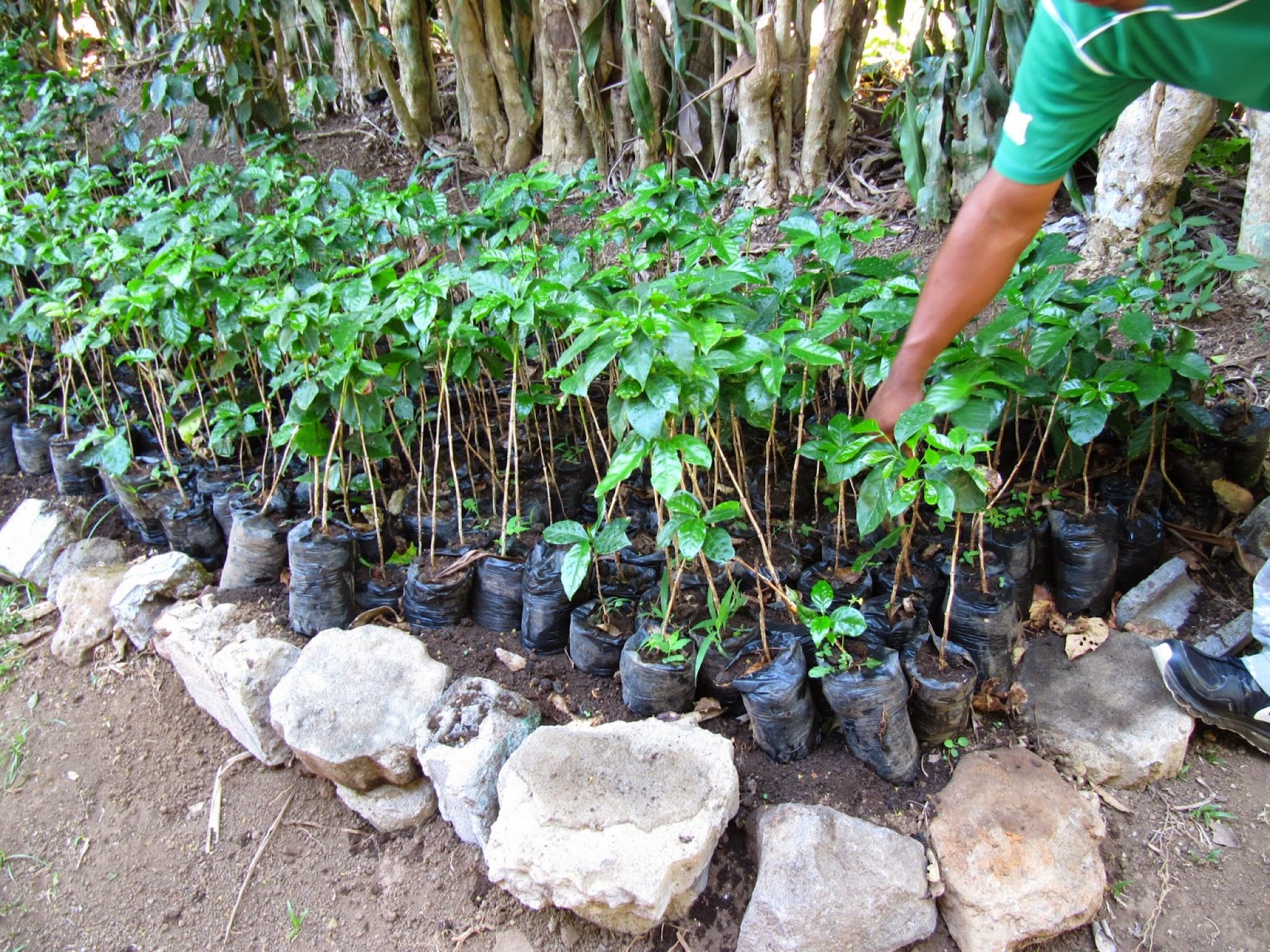 How is Coffee Made - All Questions And Answers