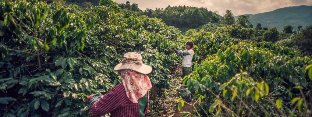 How is Coffee Made - All Questions And Answers