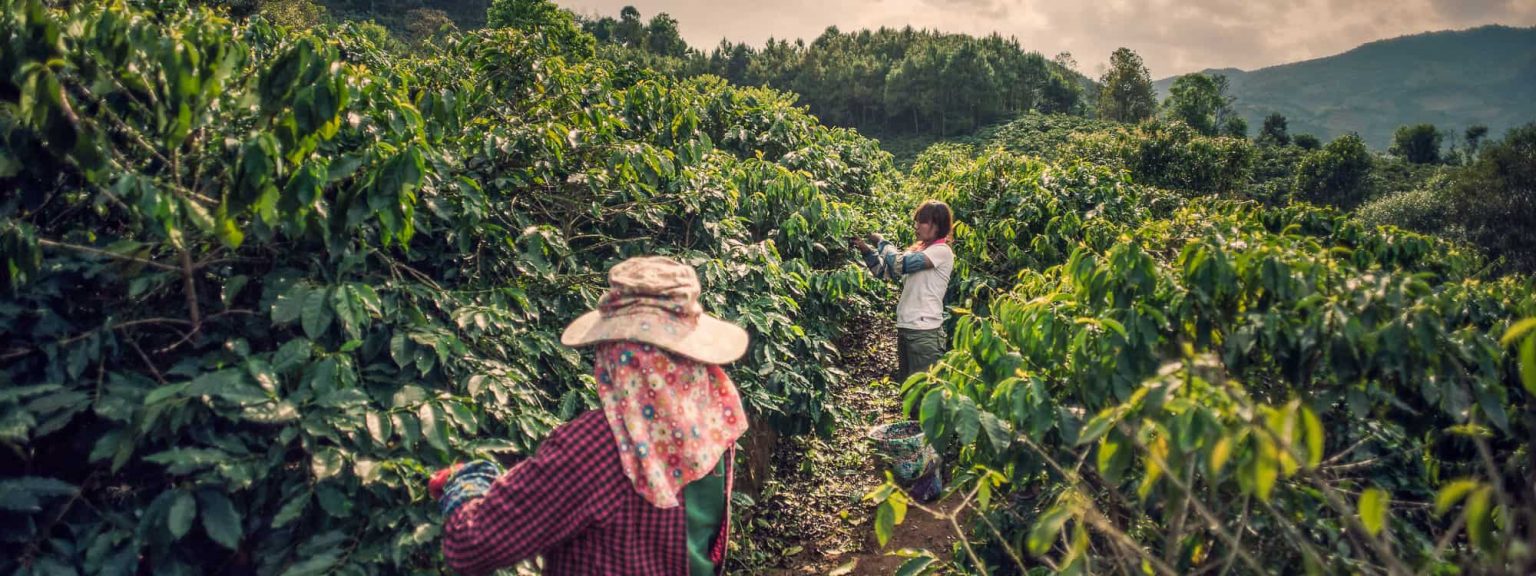 How is Coffee Made - All Questions And Answers