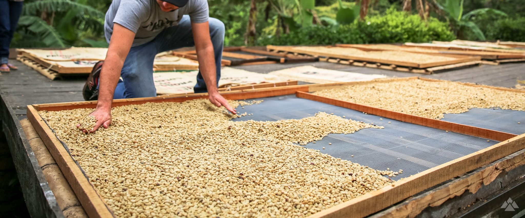 How is Coffee Made - All Questions And Answers