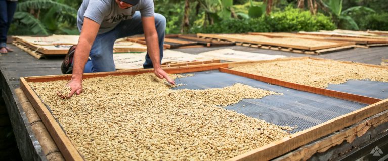 How is Coffee Made - All Questions And Answers