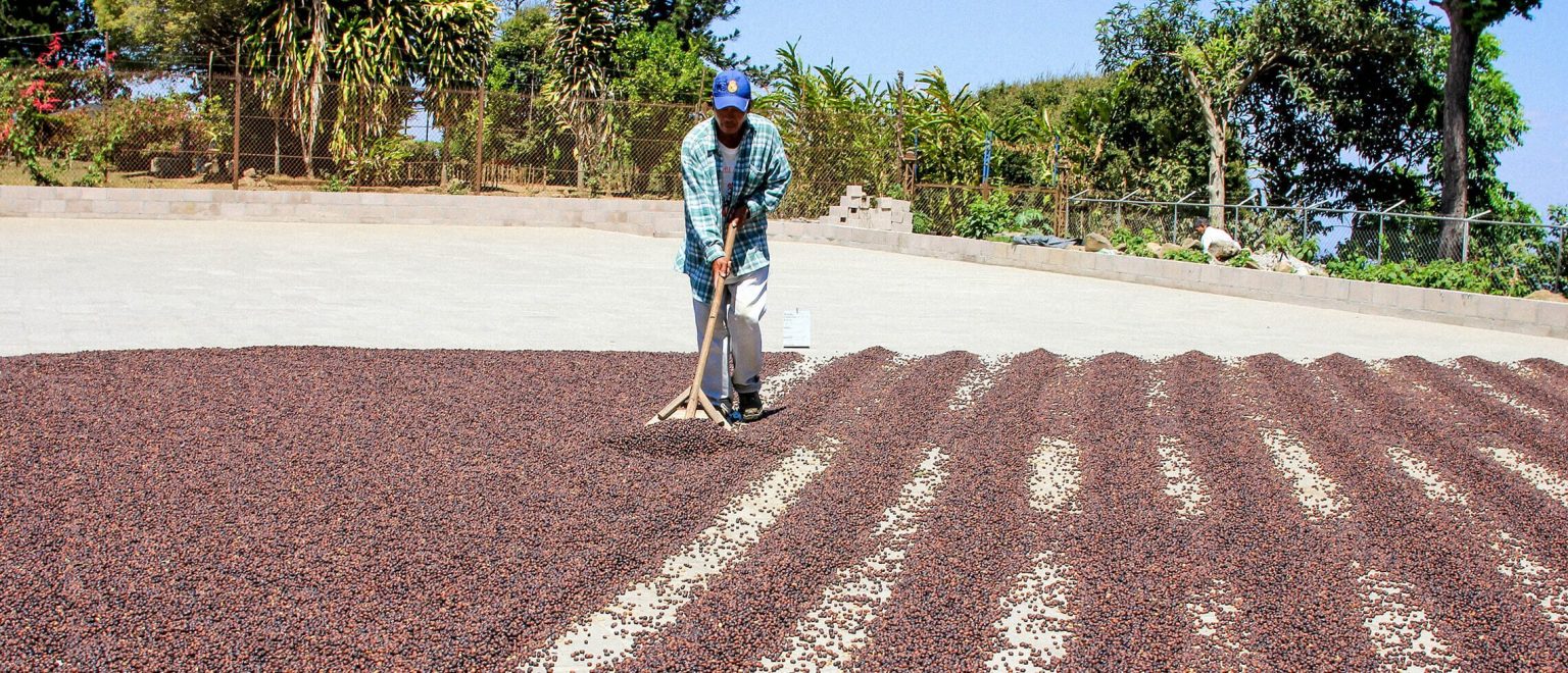 How is Coffee Made - All Questions And Answers