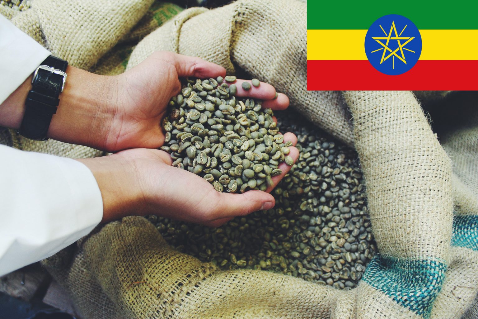 8 Best Green Coffee Bean Varieties [Winter 2024] – Detailed Reviews