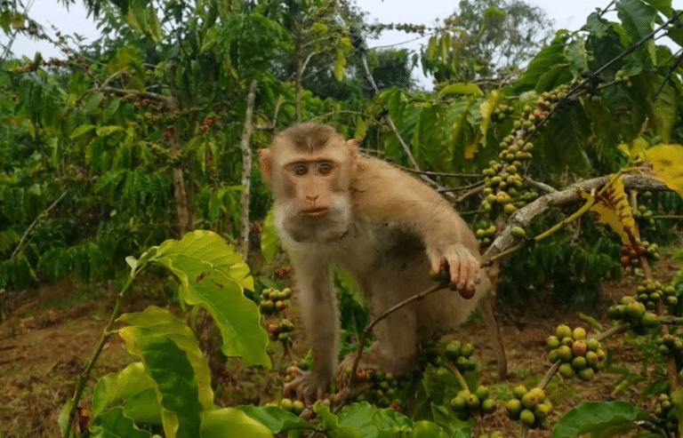 What is Special About Poop Coffee? Review & Thoughts